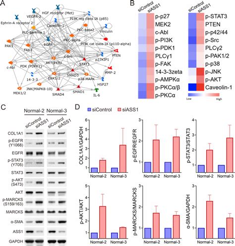 Upregulation Of Signaling Cascades And Profibrotic Markers In