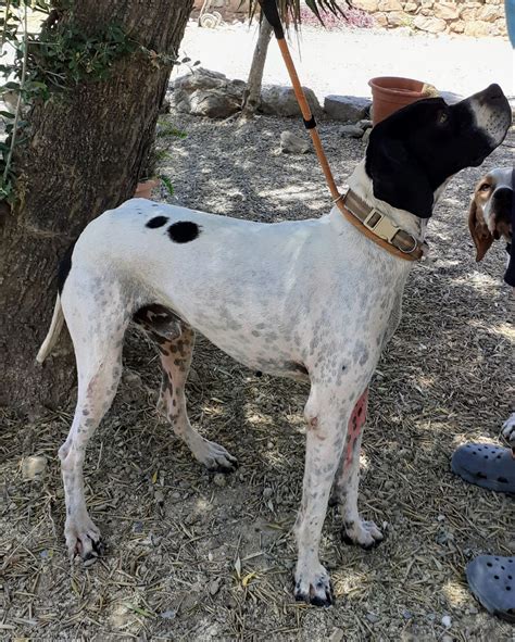 Terry Pointers In Need English Pointer Rescue And Rehoming
