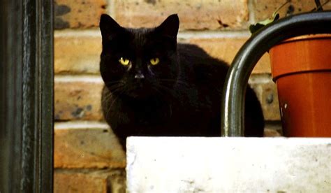 アイルランドの猫伝承：ドルイド猫の魔術
