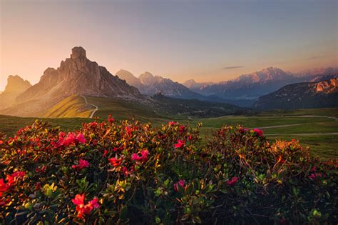 전경 돌로미테스 이탈리아에 꽃이 있는 파소 디 지우의 여름 일몰 꽃 식물에 대한 스톡 사진 및 기타 이미지 꽃 식물 산 알토 아디제 Istock
