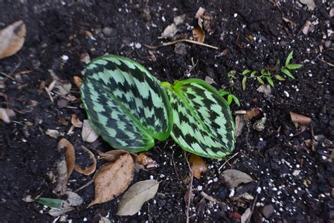 Kaempferia Pulchra ‘shazam Peacock Ginger Daves Plants