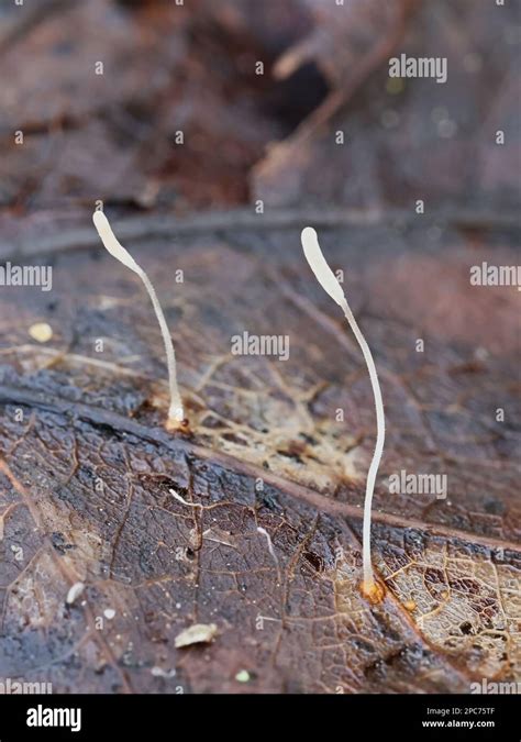 Typhula Gyrans A Slender Club Fungus Growing On A Leaf Of Aspen No