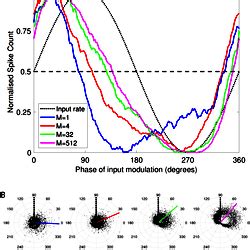 The Phase Of Output Spiking Depends On Synaptic Configuration