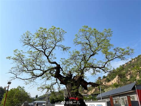 石楼槐花每年于四月底至五月初可采摘上市 财经头条