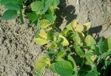 Nutrient Deficiencies In Soybean Cropwatch Nebraska