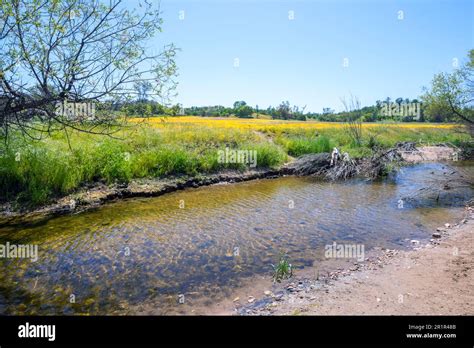 Wildflower Bloom Along Shell Creek Road In Santa Margarita California