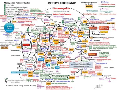 Unlocking Methylation The 5 Hidden Cycles Behind Energy Mood Detox