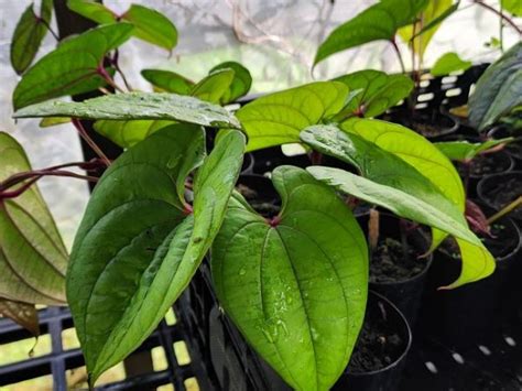 Back In Late Spring Purple Yam Ube Plant Untreated And Heirloom