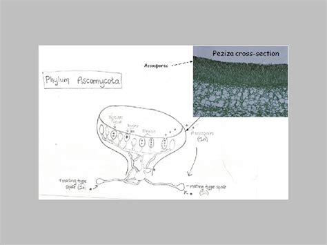 Chapter 12 Characterizing And Classifying Eukaryotes Five Major