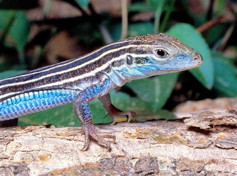 Aspidoscelis Sexlineata Monaco Nature Encyclopedia
