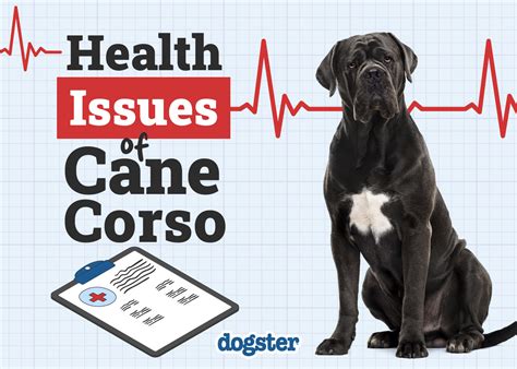 Cane Corso Health Issues To Watch For 7 Common Vet Reviewed Concerns