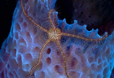 Suensons Brittle Star Brittle Stars