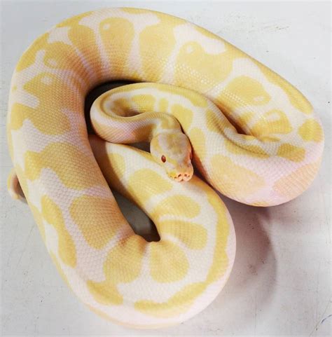 Albino Python