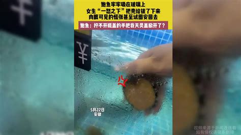鲍鱼牢牢吸在玻璃上，女生 一怒之下”把壳给拔了下来