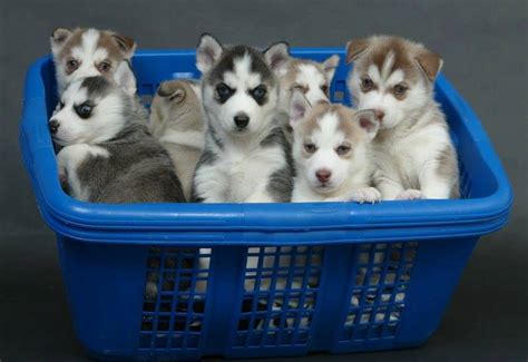 Cutest Husky Puppies Ever