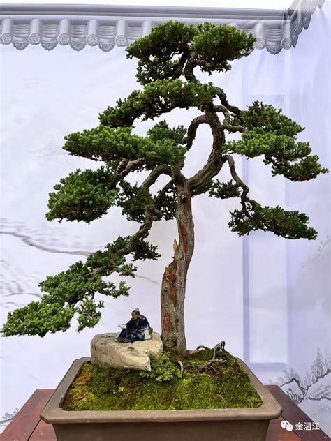 2023年四川省盆景艺术精品展开始啦！快来温江观展→澎湃号·政务澎湃新闻 The Paper