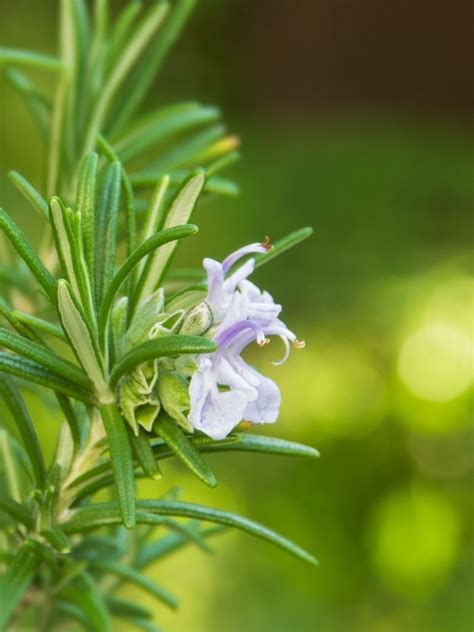 My Rosemary Is Dying 10 Reasons Why