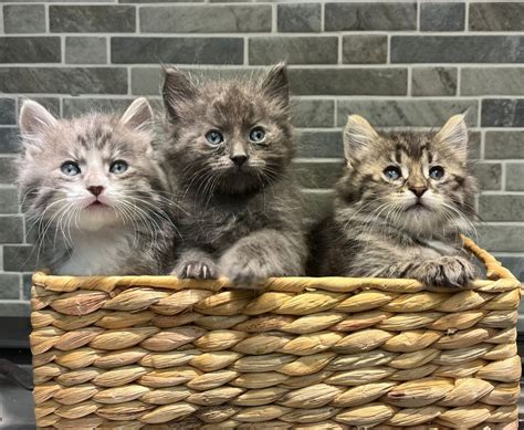 Maine Coon Cats For Sale Los Angeles Ca 483906