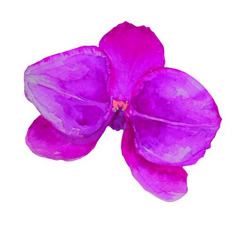 Pink Orchid Flower 11149147 Png