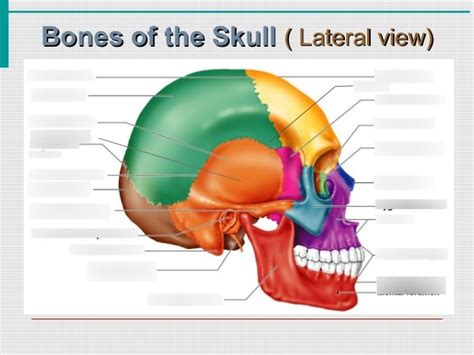 Cranial Sutures Lateral Diagram Quizlet