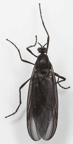 Penthetria Heteroptera Bugguide Net