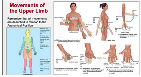 Upper Extremities