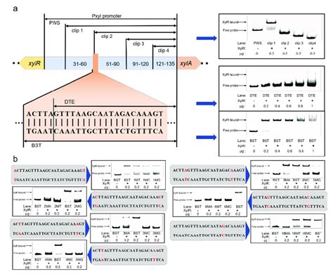 Emsa Experiment Localizing The Xylr Binding Site In The Xylose Operon