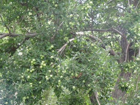 Apple Trees In Leh Ladakh