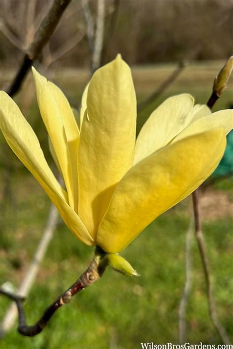 Buy Yellow Bird Magnolia Free Shipping Wilson Bros Gardens 7