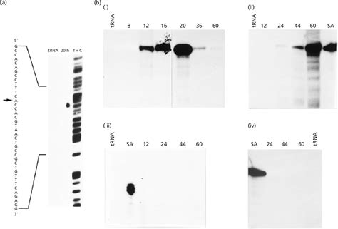 Figure 2 From A Polyketide Biosynthetic Gene Cluster From Streptomyces