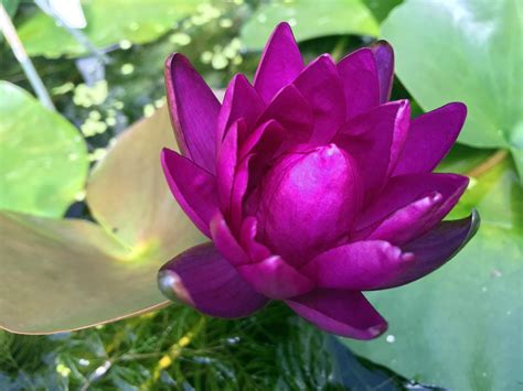 Hardy Water Lily Photos Hydrosphere Water Gardens