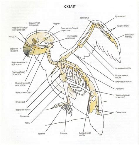 Parrot Anatomy Artofit