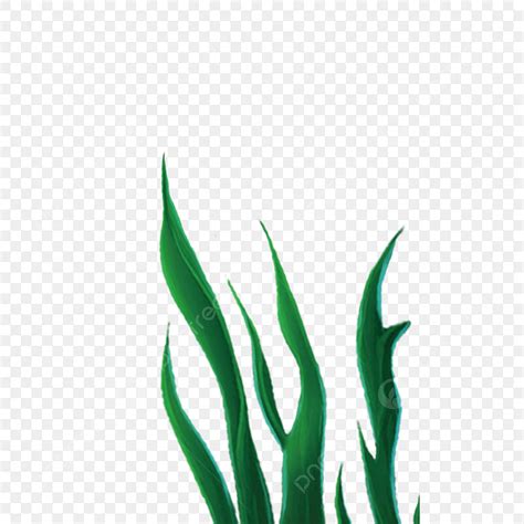 Seaweeds Clipart Transparent PNG Hd Seaweed Grass Seaweed Material