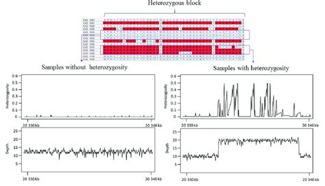 Plot Of Mapped Read Depth And Heterozygosity In A Segment Of Chromosome