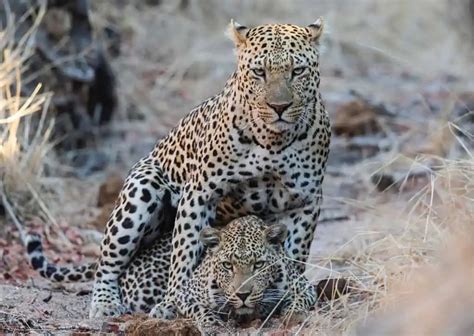 Leopard Behavior Animalbehaviorcorner