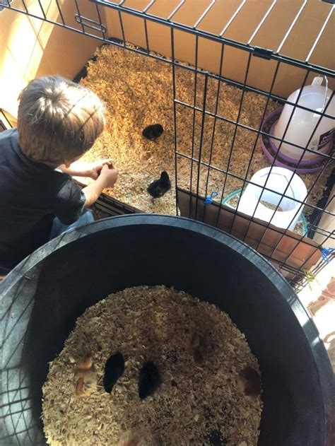 Setting Up A Brooder Box For Chicks Artofit