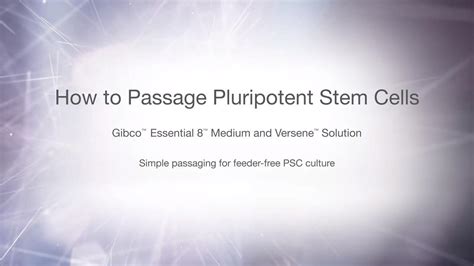 干细胞分化实验 赛默飞 Thermo Fisher Scientific Cn