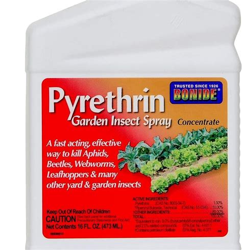 Diseases That Can Kill Your Mint Plant Backyard Botanist