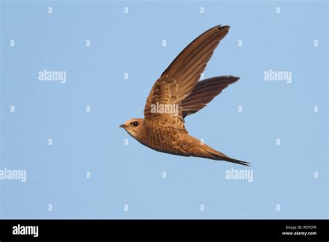 Swift Bird Hi Res Stock Photography And Images Alamy