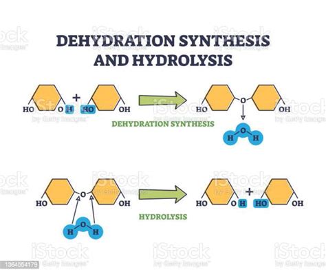 Dehydration Synthesis And Hydrolysis Chemical Process Stages Outline