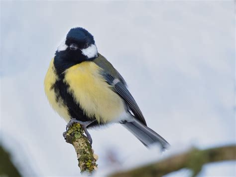 Some Fluffy Tits In The Snow X H2 And 150 600 F8 R Fujifilm