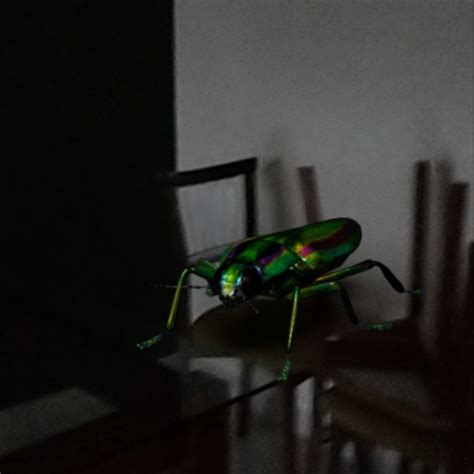 Daniel Rubens Youtube