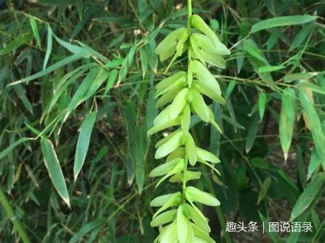 树上长有一串串像小燕子的树是什么树，果实能孵出会飞的燕子吗？燕子果实柳树新浪新闻
