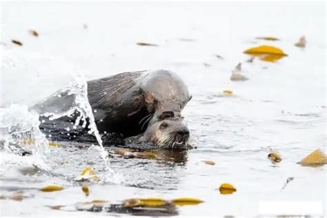 Tại Sao Mông Của Chó Lại Dính Vào Nhau Khi Giao Phối