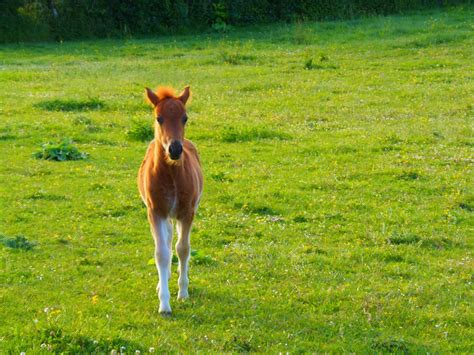 Free Images Nature Grass Field Meadow Prairie Animal Wildlife