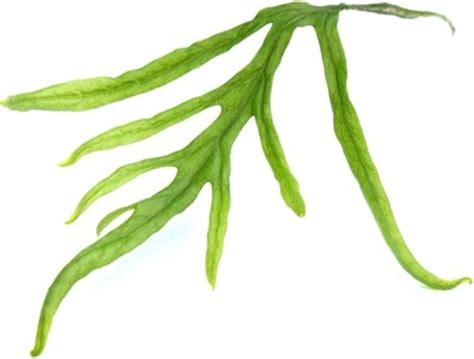 Dennerle Plants Microsorum Pteropus Trident Olibetta Online Shop