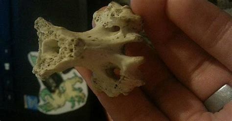 Found This Identification Appreciated Imgur