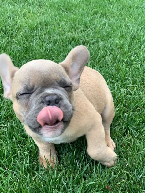 French Bulldog Puppies For Sale New York Ny 297759
