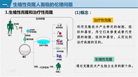 42关注生殖性克隆人 课件共25张ppt 2022 2023学年高二下学期生物人教版选择性必修3 21世纪教育网