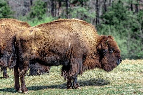 The American Bison Or American Buffalo Standing On Grassland Stock